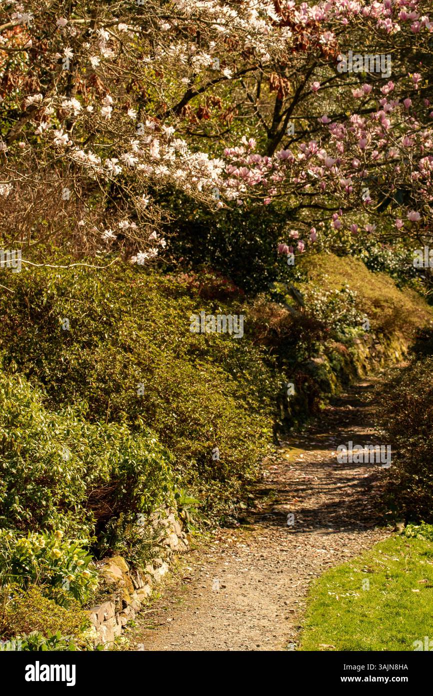 Vibrant Magnolia Stellata ‘King Rose’ / Magnolia x Soulangeane ...