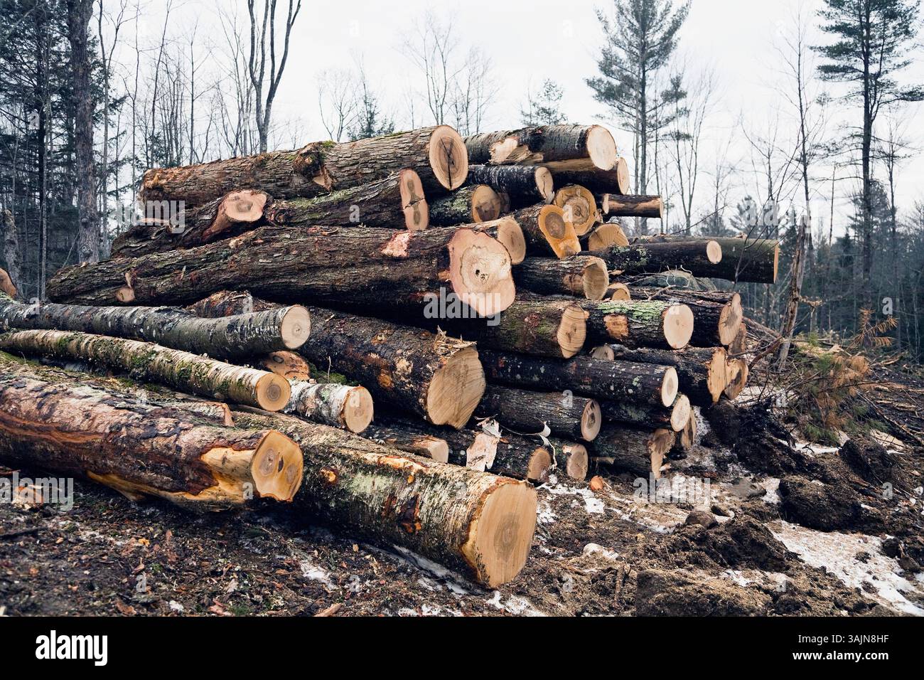Stacked timber in forest Stock Photo - Alamy