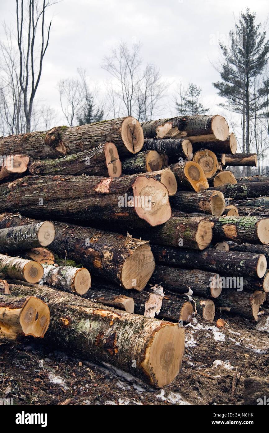 Stacked timber in forest Stock Photo - Alamy