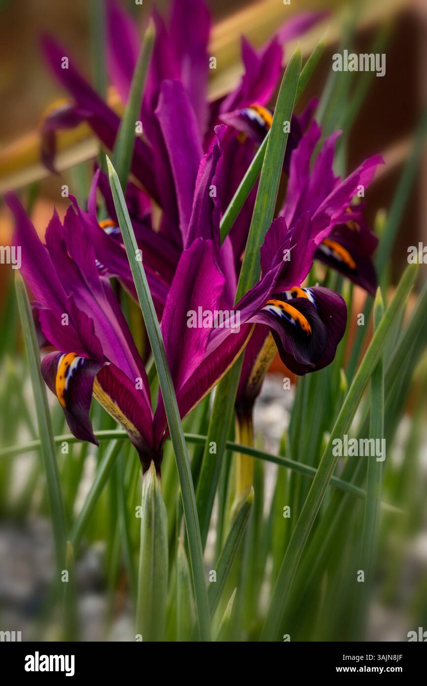 Natural close up flowering bulb portrait of the petite and beautiful ...