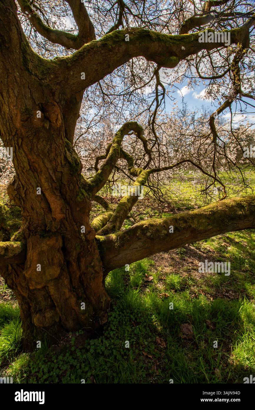 Simply beautiful spring blossoming Prunus Cerasifera ‘Hessei’, in ...