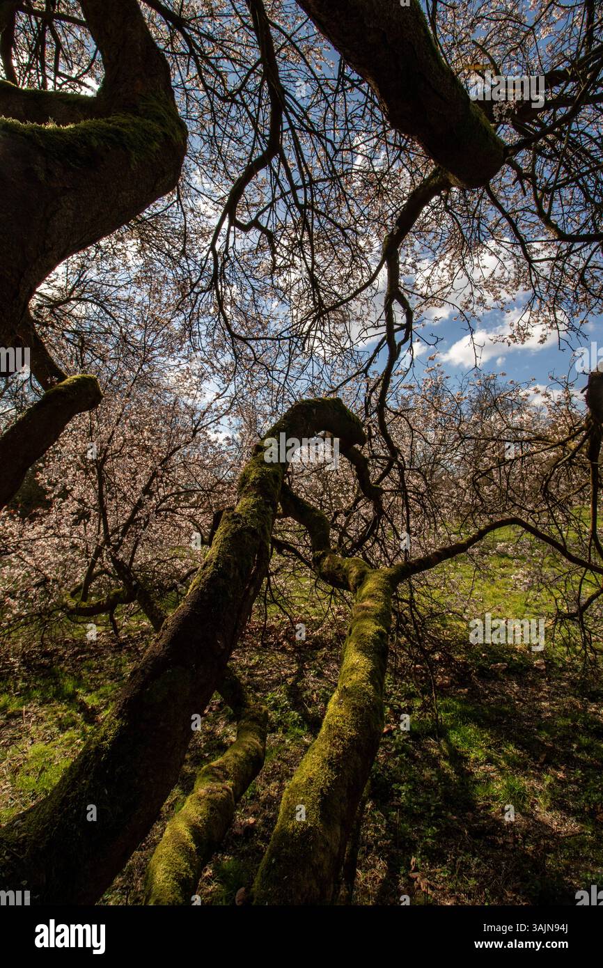 Simply beautiful spring blossoming Prunus Cerasifera ‘Hessei’, in ...