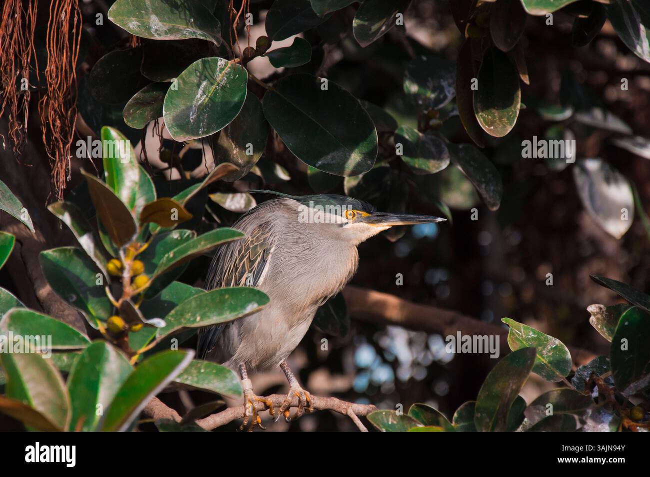 Birds in captivity Stock Photo - Alamy