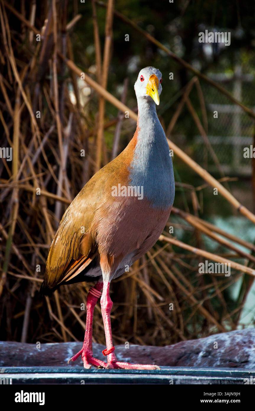 Birds in captivity Stock Photo - Alamy