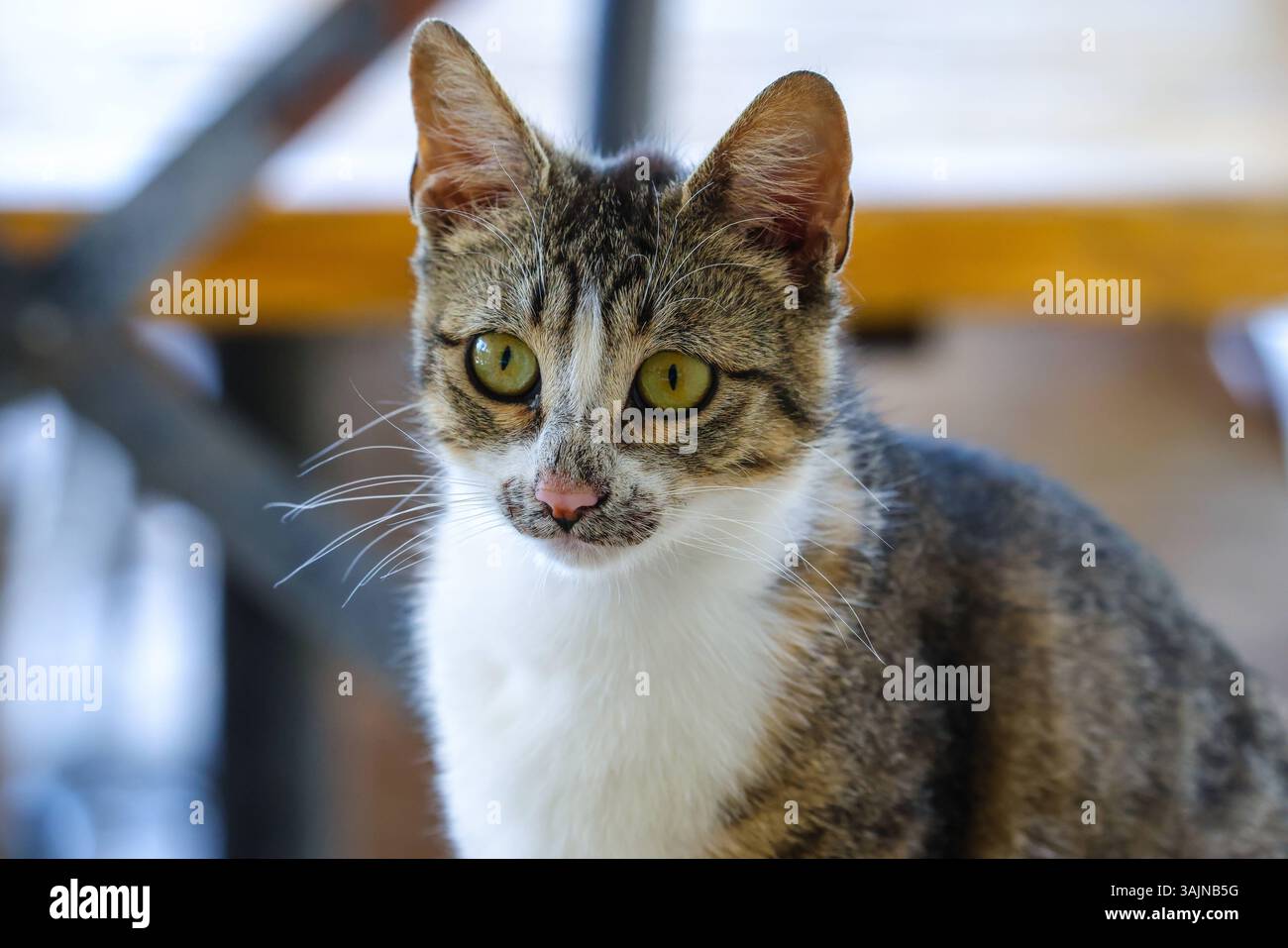 Cat in Albania A cat looks on in seaside city of Shengjin, Albania, on ...