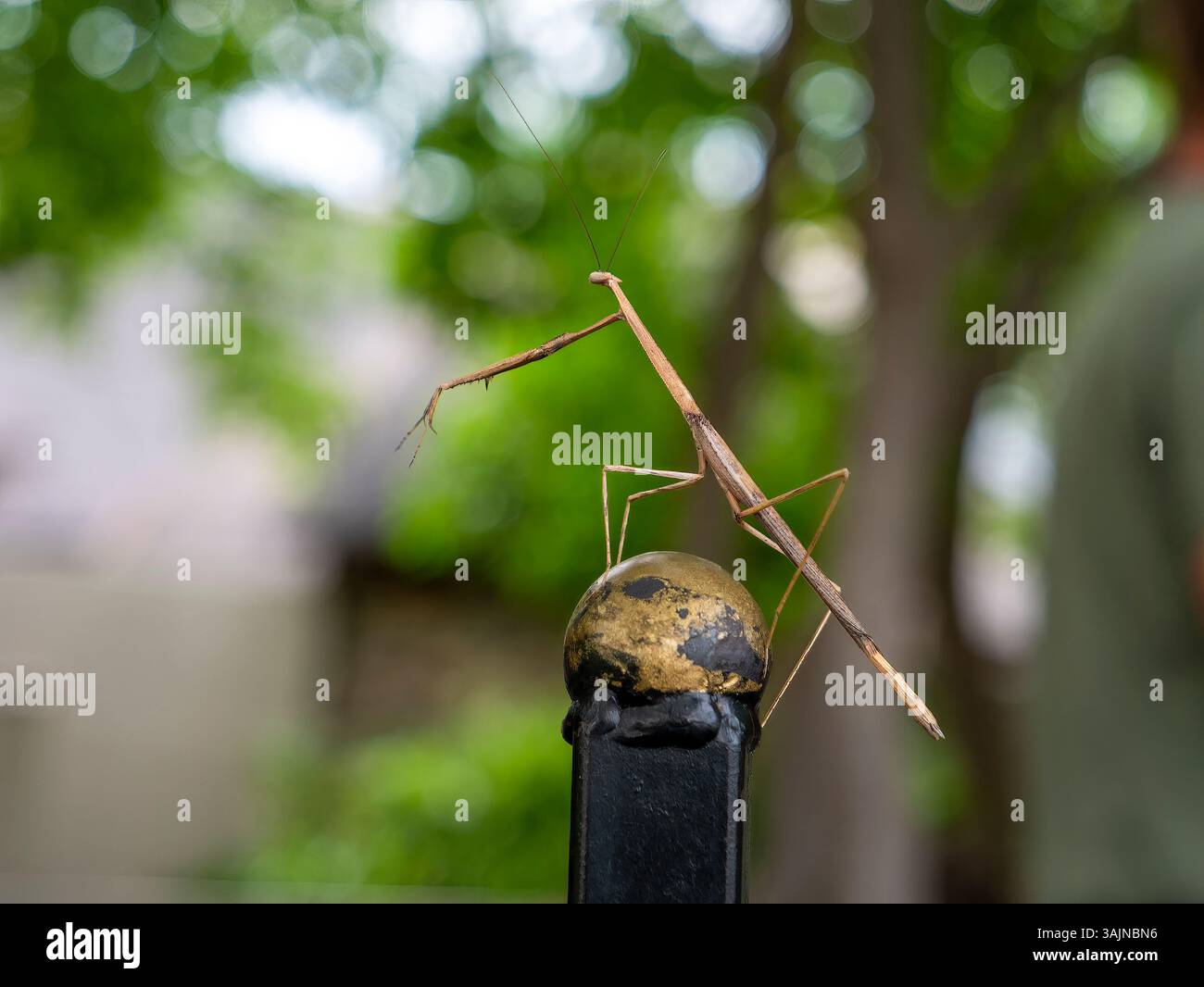 A praying mantis (Hoplocorypha) sitting on a golden ball with blurred ...