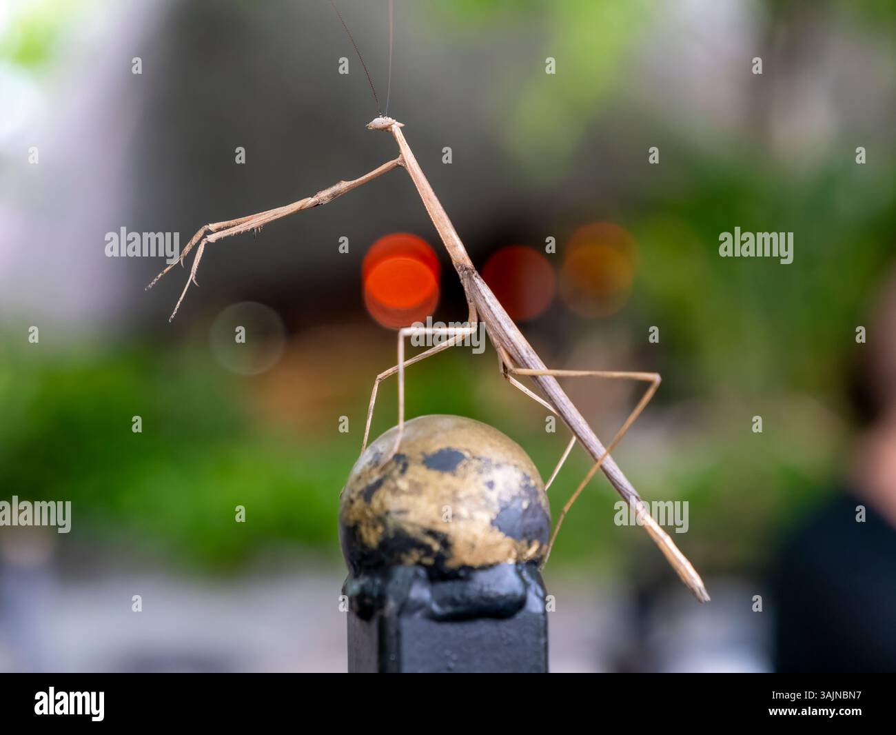 A praying mantis (Hoplocorypha) sitting on a golden ball with blurred ...