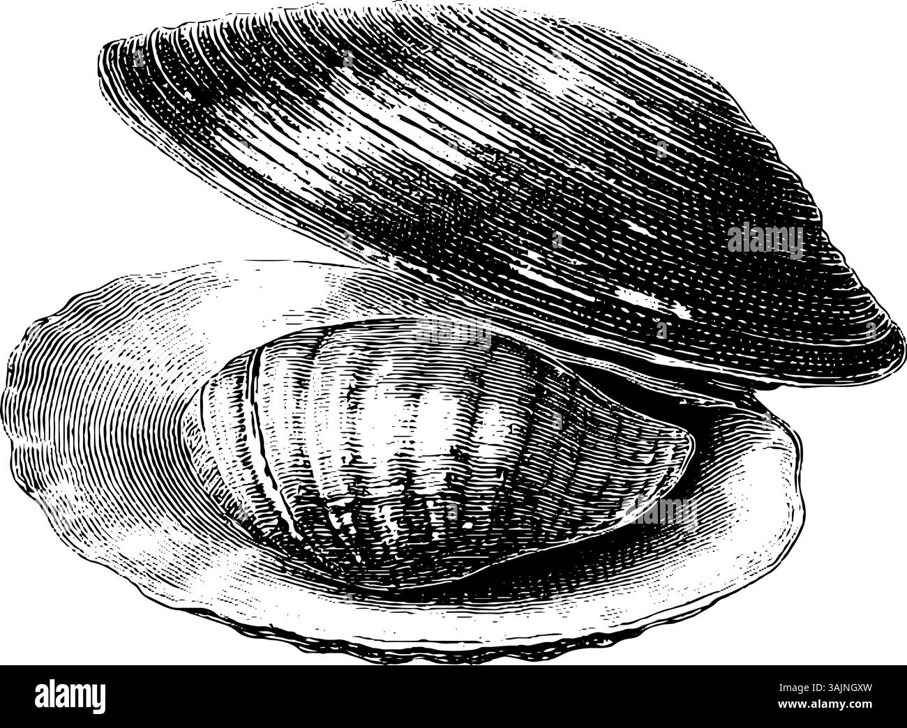 Intricate black and white illustrations of opened clam shells Stock ...