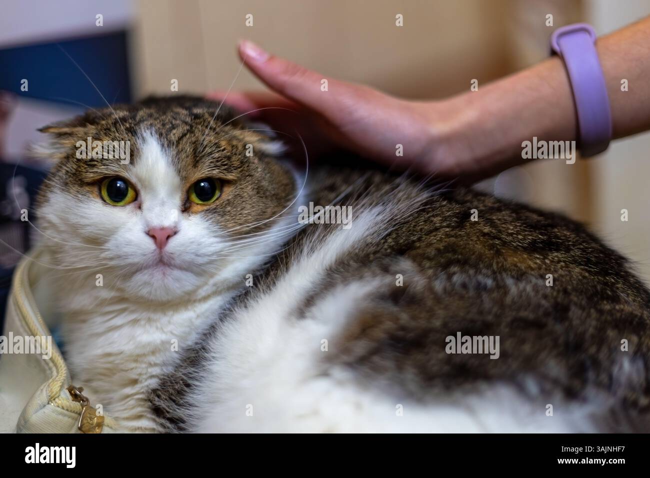 Hand petting a chubby cat indoors. Person gently pets a round-faced tabby cat with big eyes ...