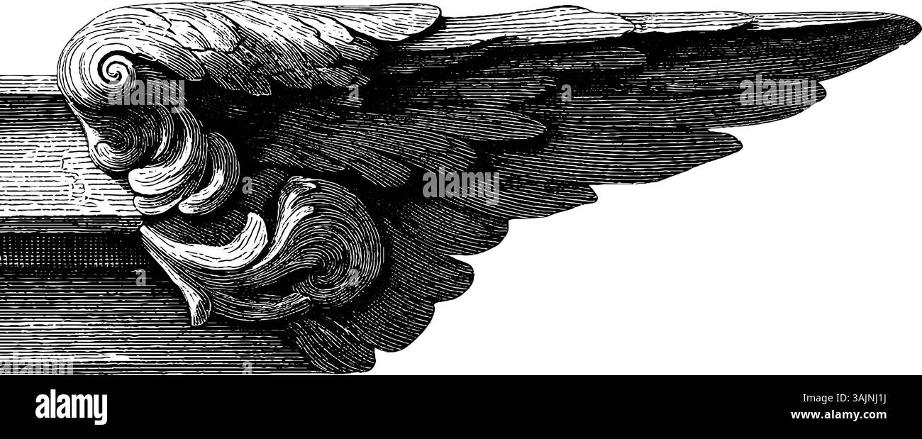 Detailed vintage woodcut of angelic wing with rich curved feathers ...
