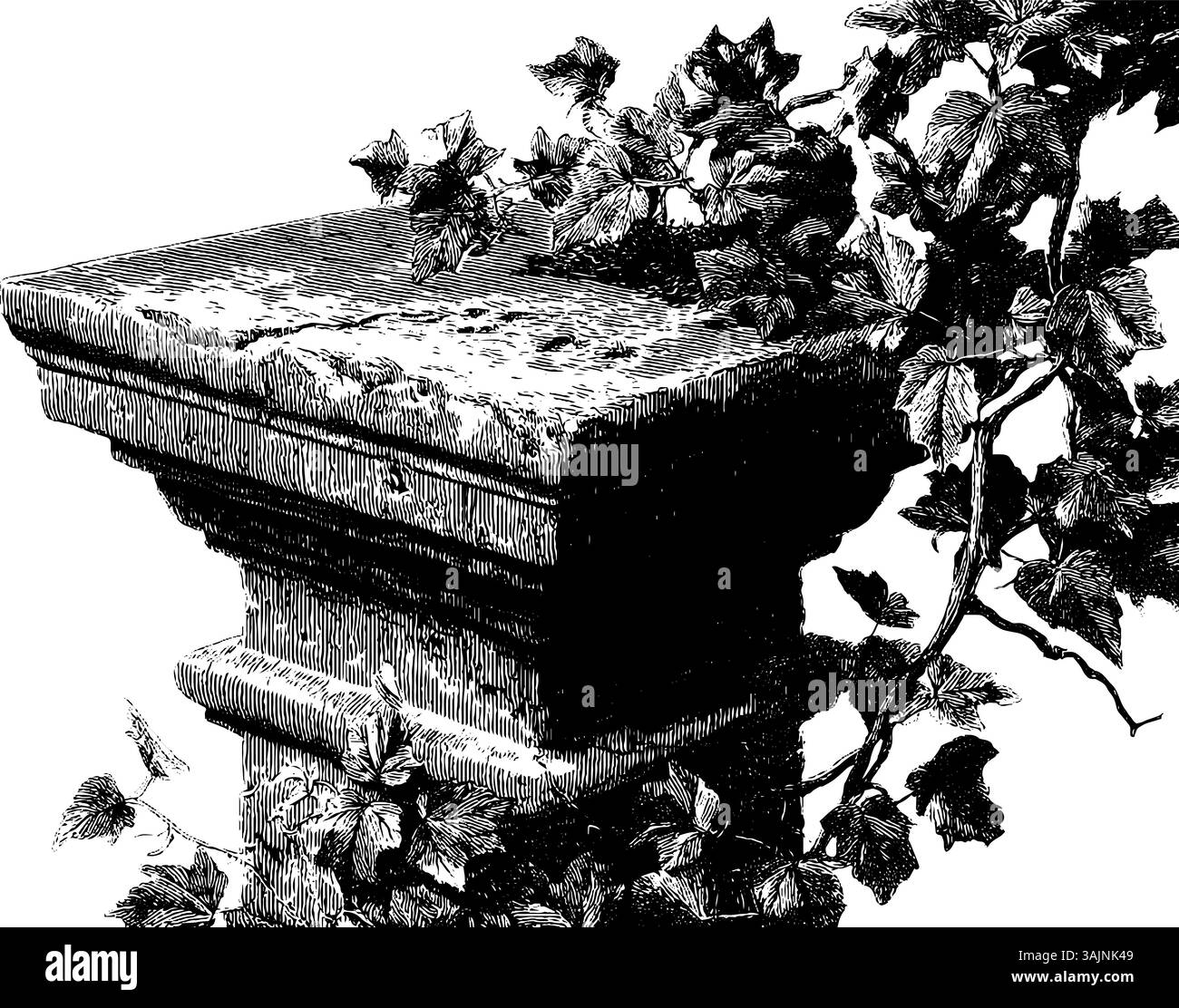 Vintage stone column with climbing ivy in black and white illustration ...