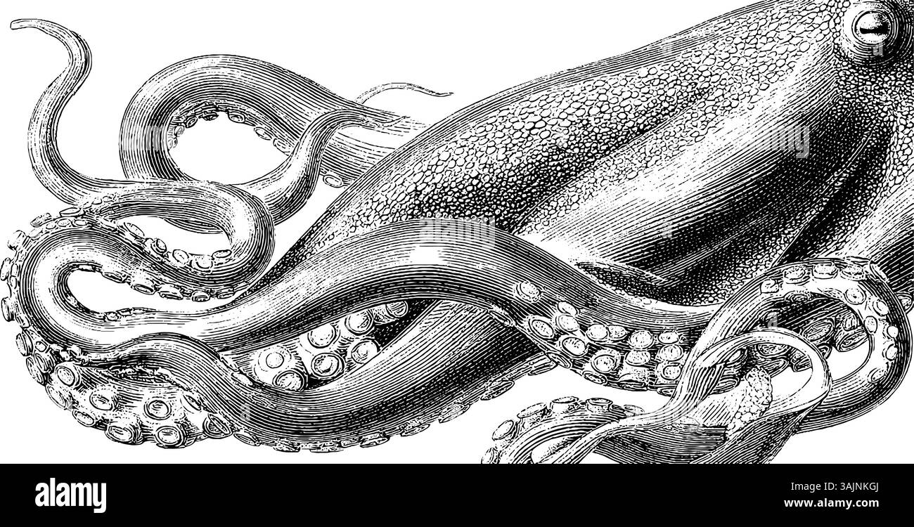 Octopus skin Stock Vector Images - Alamy