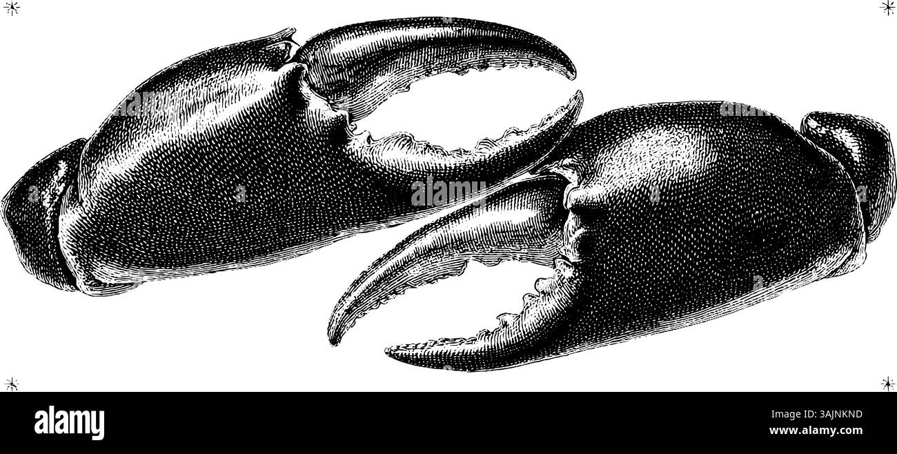 Detailed vintage engraving of two crab claws in black and white Stock ...