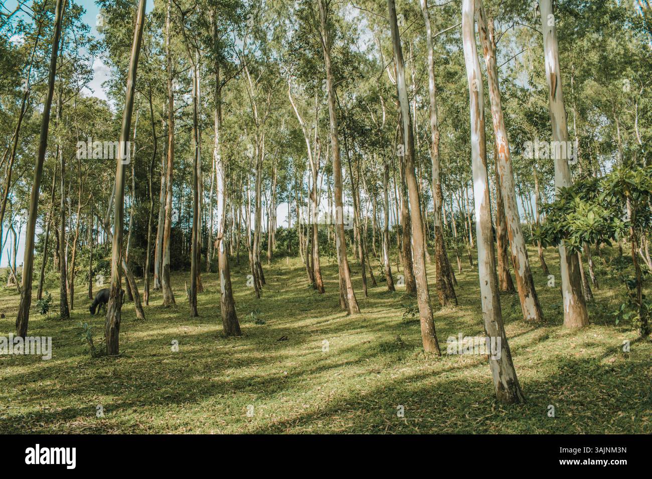 Breathtaking forest landscape in the Philippines featuring towering ...