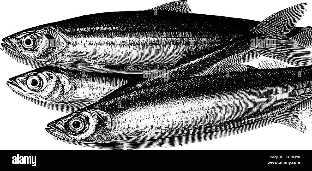 Detailed black and white illustration of three fish in vintage style ...