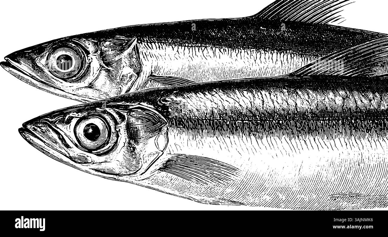 Detailed engraving of two mackerel fish in black and white Stock Vector ...