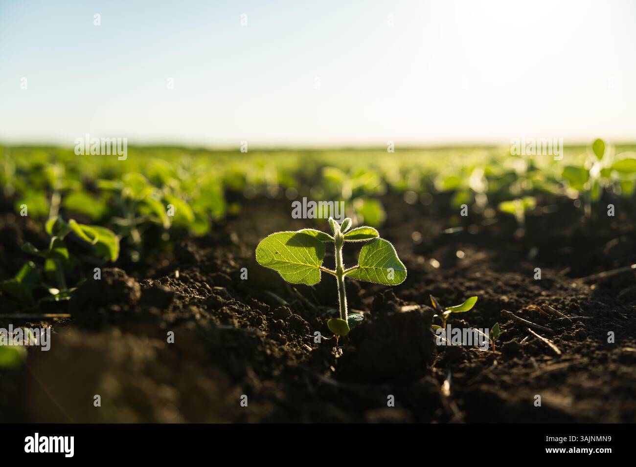 Close up small Soybean Sprouts grow on agricultural field in daytime ...