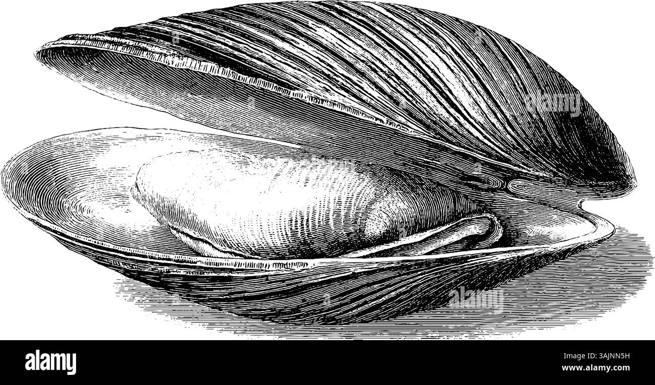 Detailed black and white clam illustration with open shell and visible ...