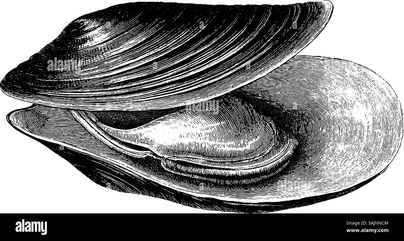 Detailed black and white illustration of an open clam with visible ...
