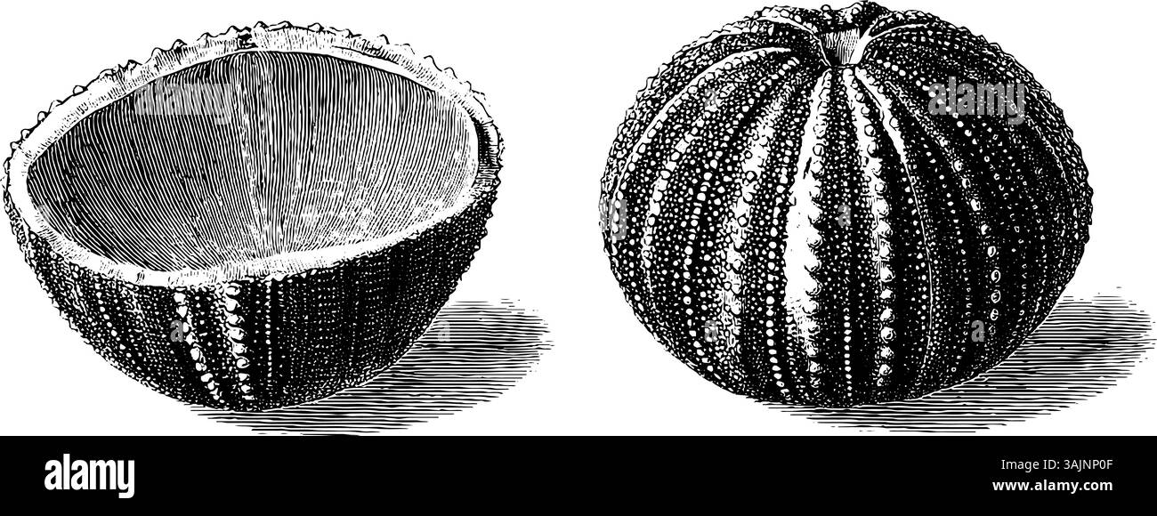 Intricate vintage sea urchin shell illustrations in black and white ...