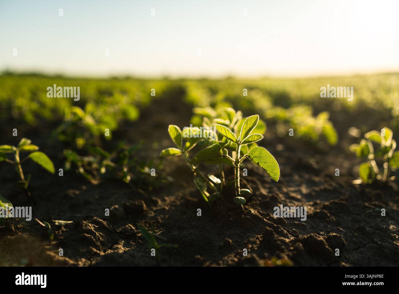Close-up of young soybean sprouts grow in the field. Cultivation of soy ...