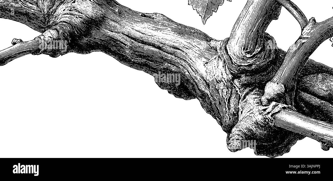 Intricate detailed black and white engraving of tree branch texture ...