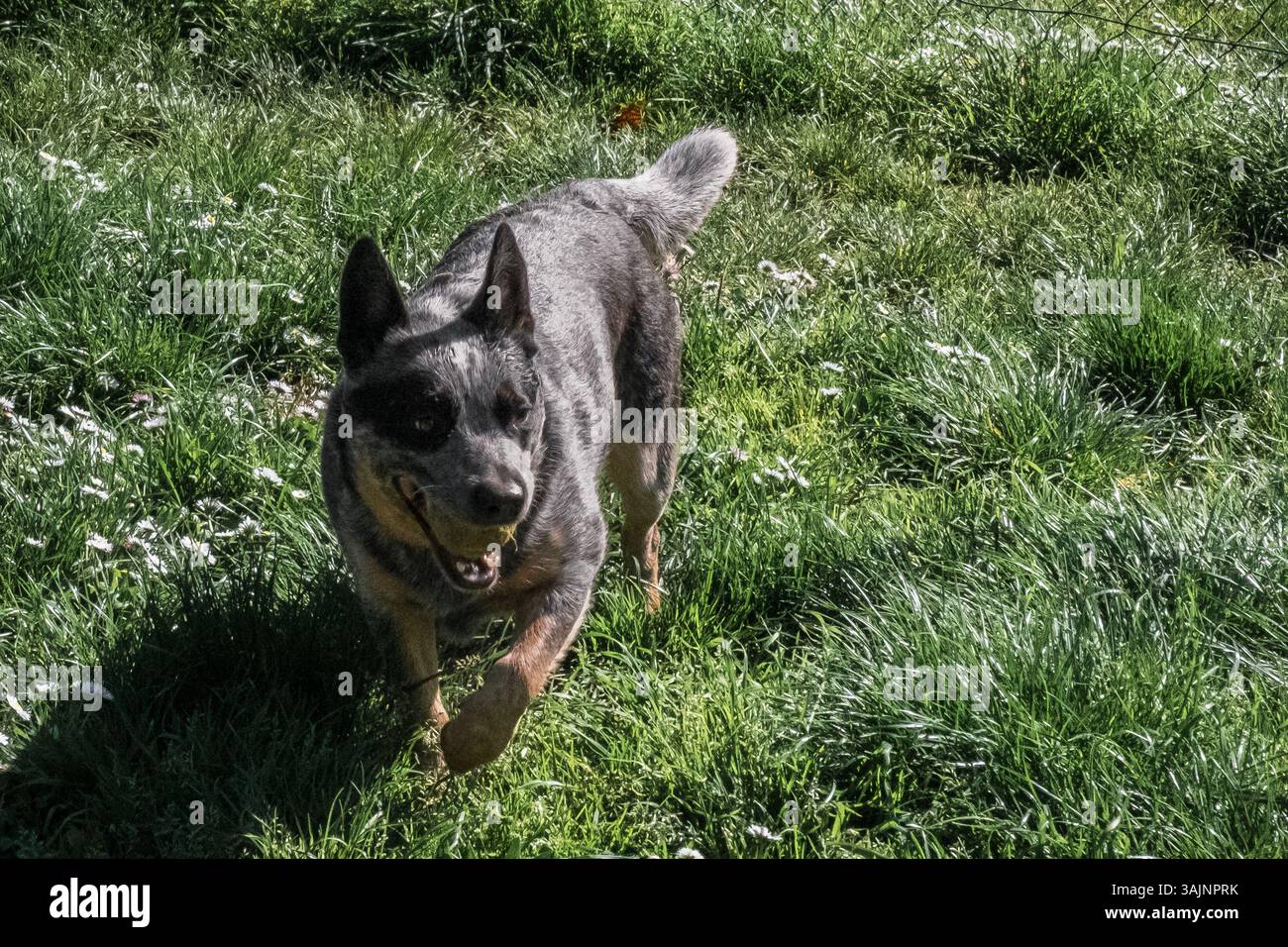 Bunji, the australian cattle dog blue heeler playing on a meadow Stock ...