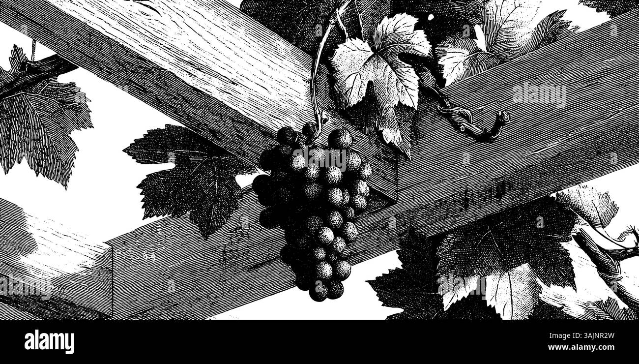 Vine engraved hi-res stock photography and images - Alamy