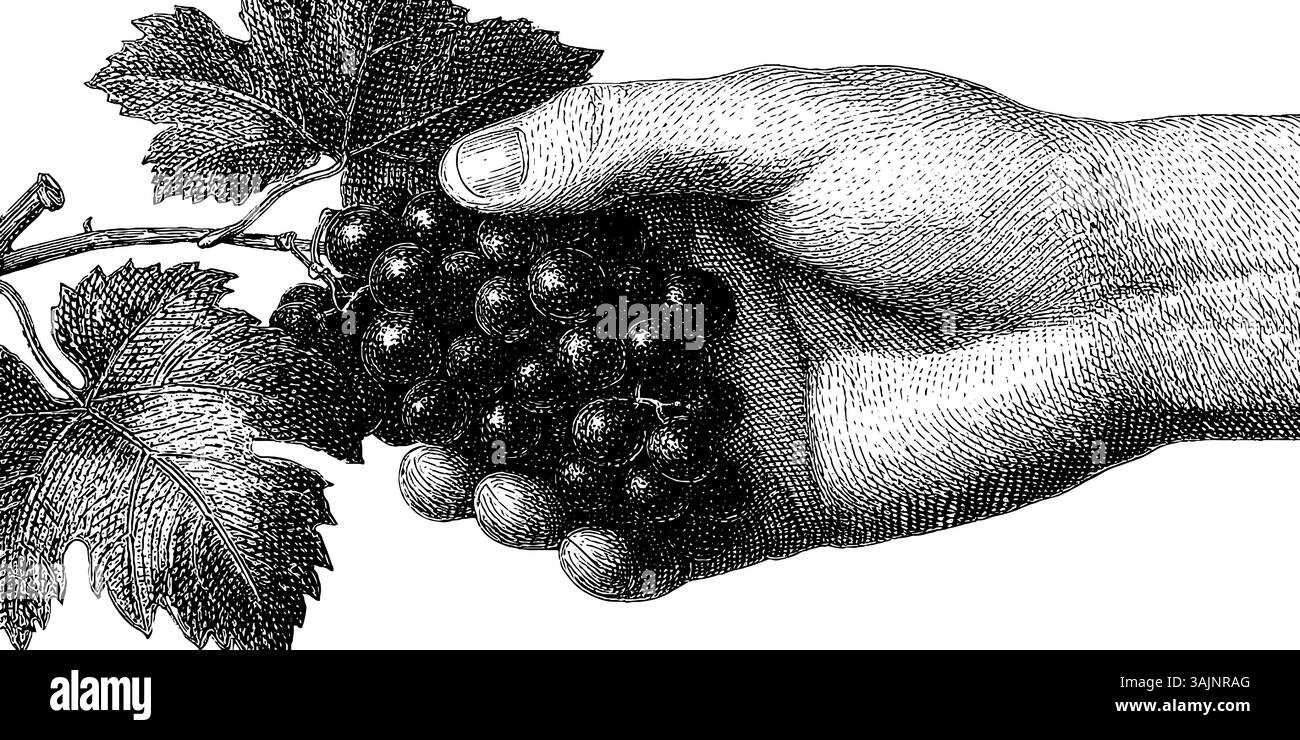 Engraved hand holding grapes and vine leaves in detailed vintage style Stock Vector Image & Art ...