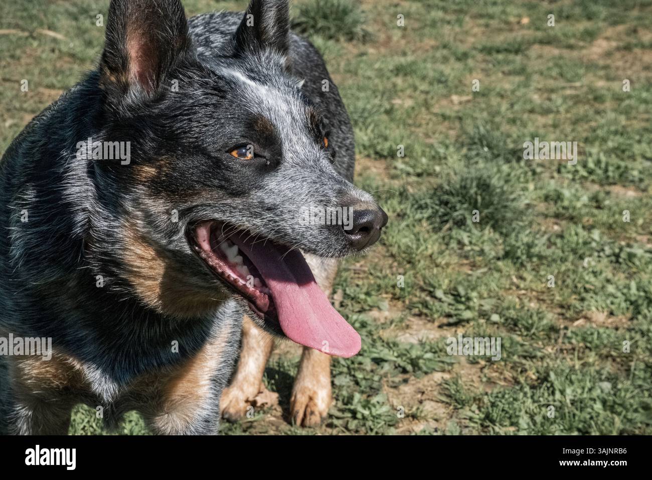 Bunji, the australian cattle dog blue heeler playing on a meadow Stock ...