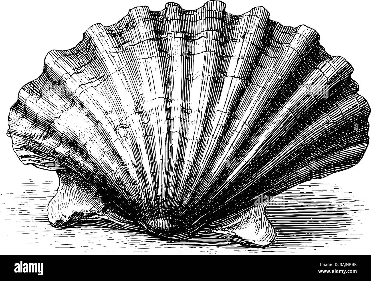 Intricate vintage engraving of a detailed scallop sea shell in black ...