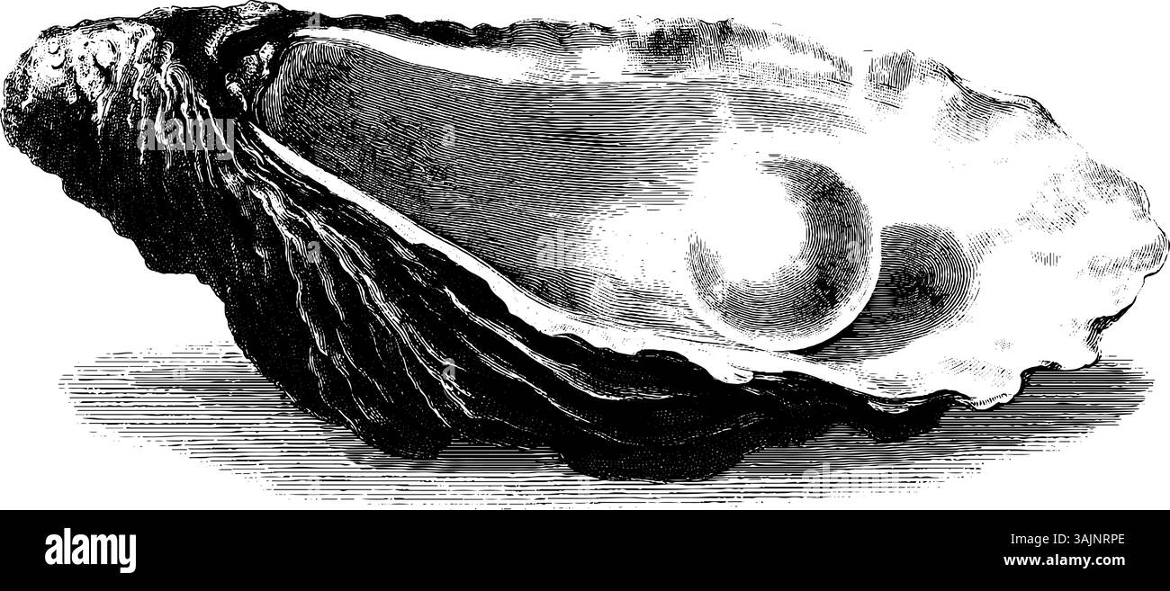 Detailed vintage engraving of oyster shell with pearl Stock Vector ...
