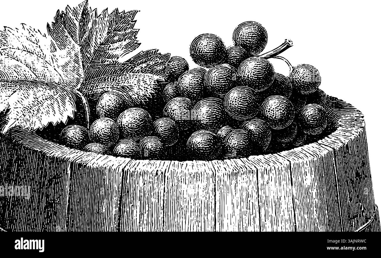 Vintage engraving of grapes on wooden barrel with leaves and detailed ...