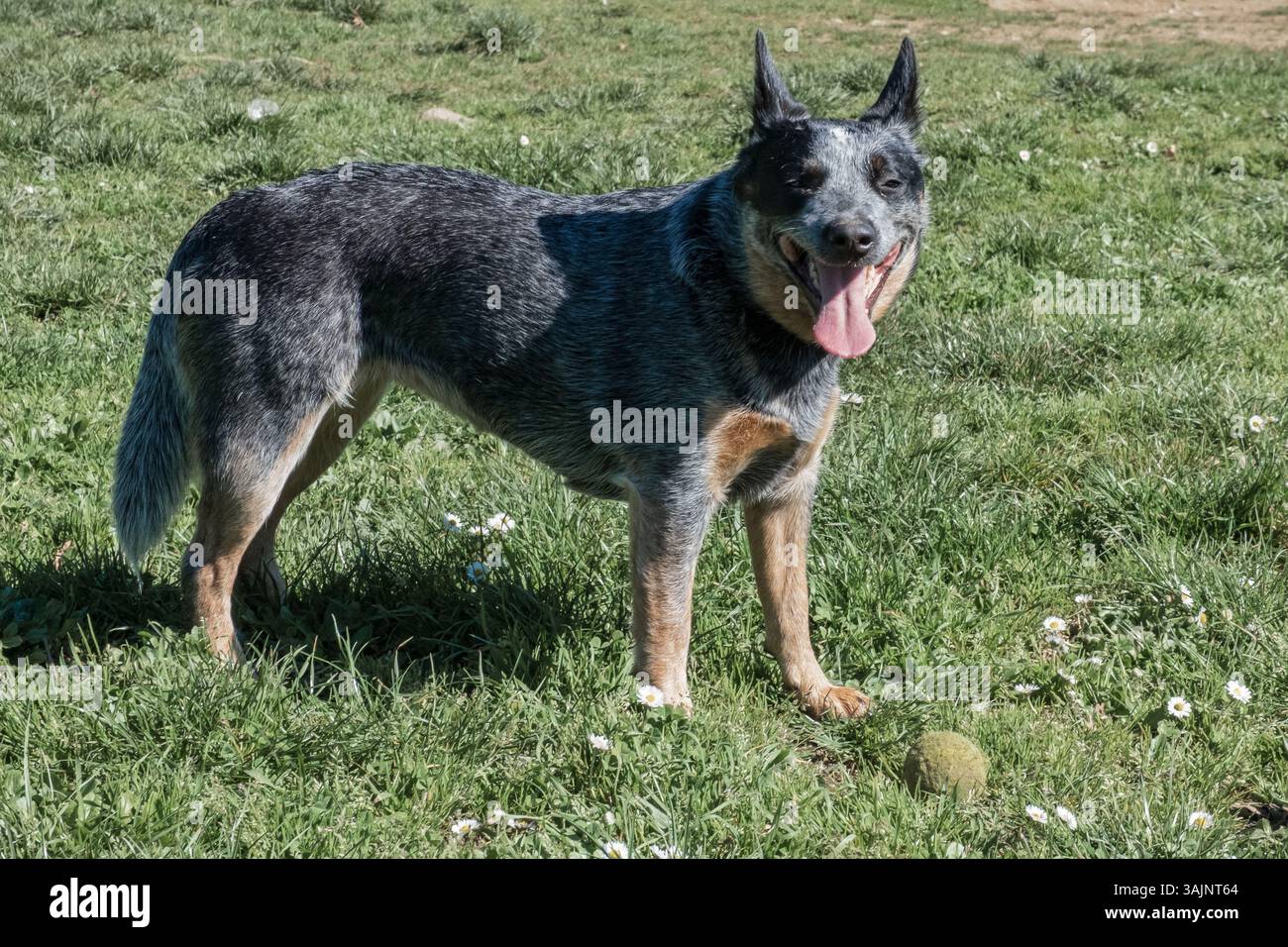 Bunji, the australian cattle dog blue heeler playing on a meadow Stock ...