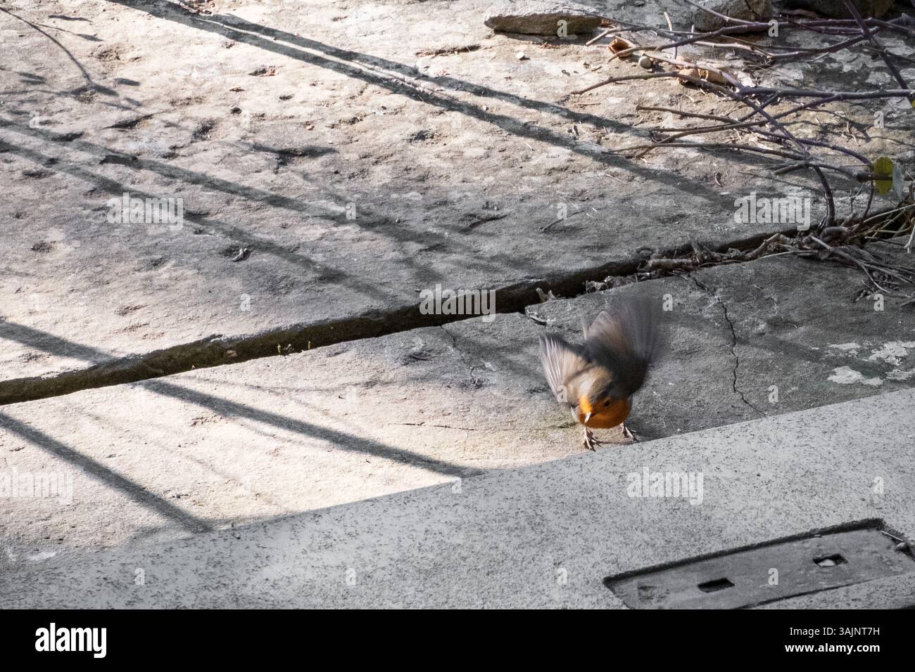 Picking grains hi-res stock photography and images - Alamy