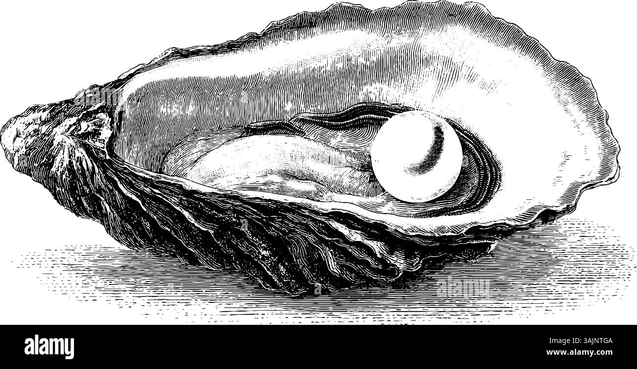 Shell engraving Cut Out Stock Images & Pictures - Alamy