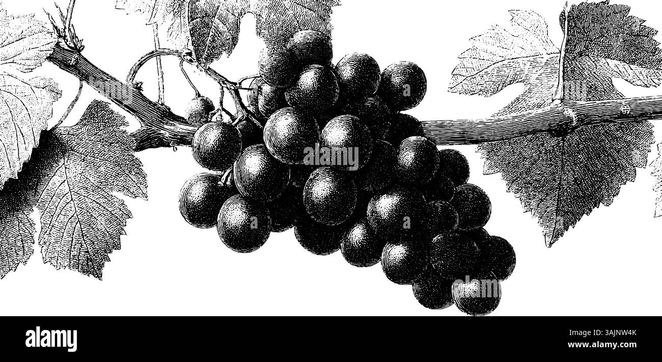Vintage engraving of grapevine with detailed leaves and bunch of grapes ...