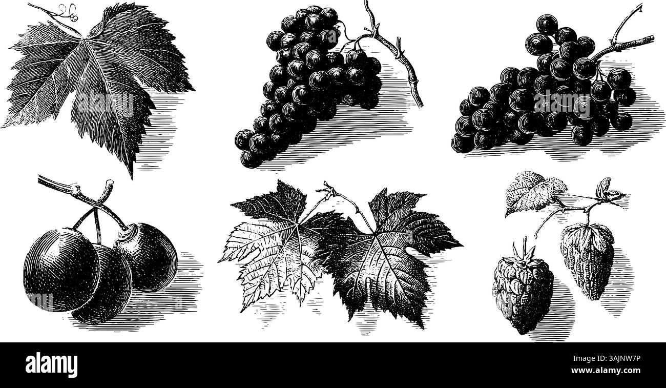 Vintage botanical illustrations of grapes, leaves, and raspberry Stock ...