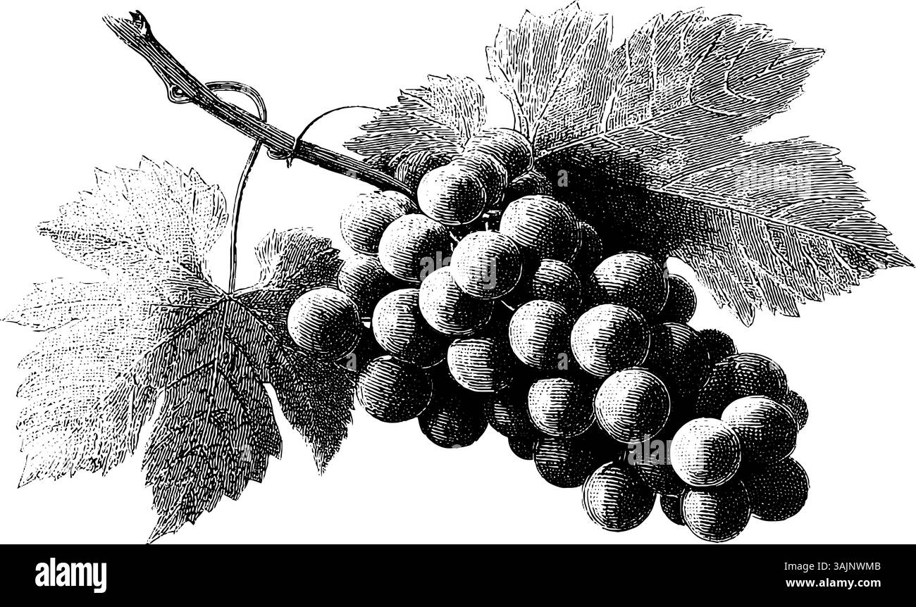 Etching with stippling and engraving Black and White Stock Photos ...