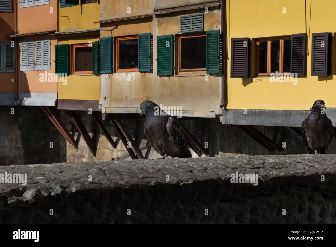 Houses of Ponte Vecchio bridge with pigeons in Florence, Italy Stock ...