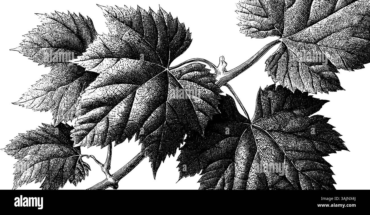 Engraving_design hi-res stock photography and images - Alamy