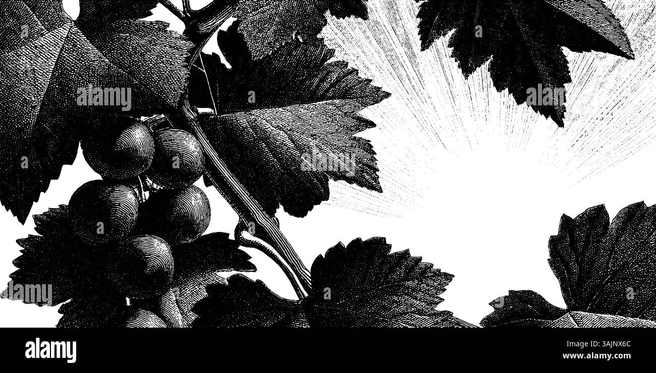 Vintage black and white grape vine engraving with sunburst background ...