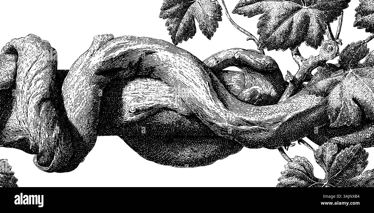 Detailed black and white vintage botanical engraving of vines and ...