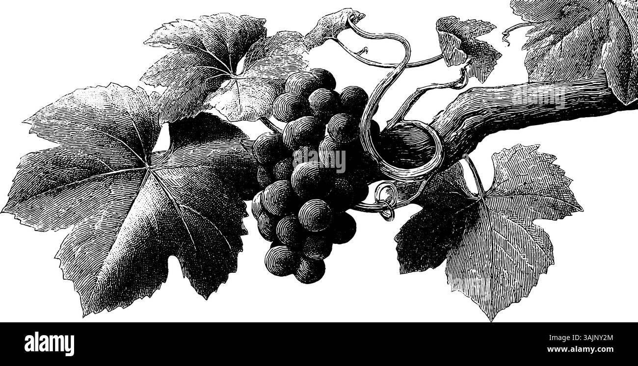Vintage engraving of grapes on vine with detailed leaves and tendrils ...