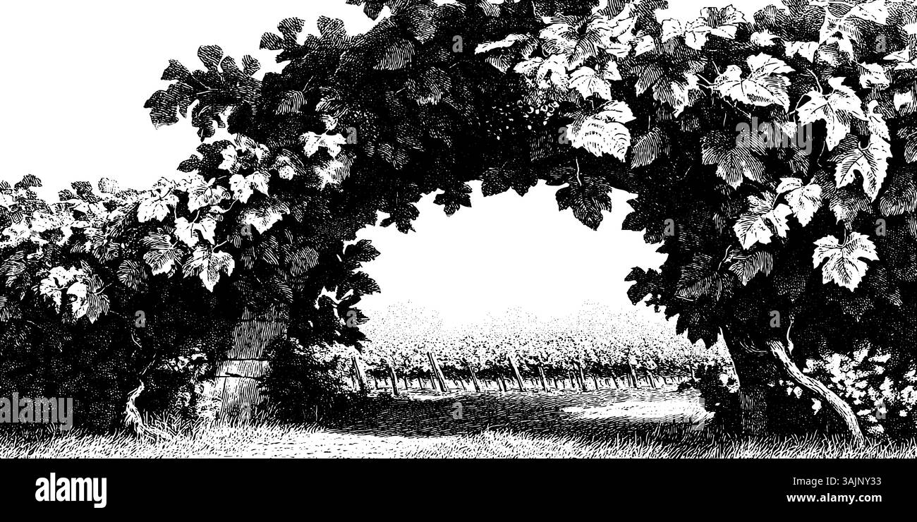 Vintage vineyard arch with lush foliage in black and white engraving ...