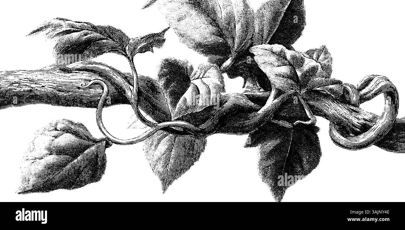 Detailed vintage botanical illustration of twisting vine with leaves ...