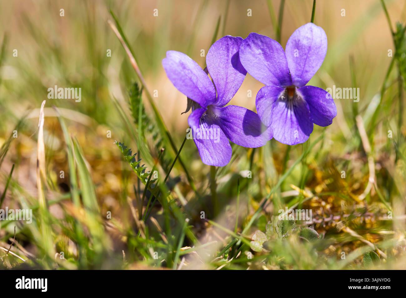 Veilchen Viola. // 11.04.2025: Niederstotzingen, Baden-Württemberg ...