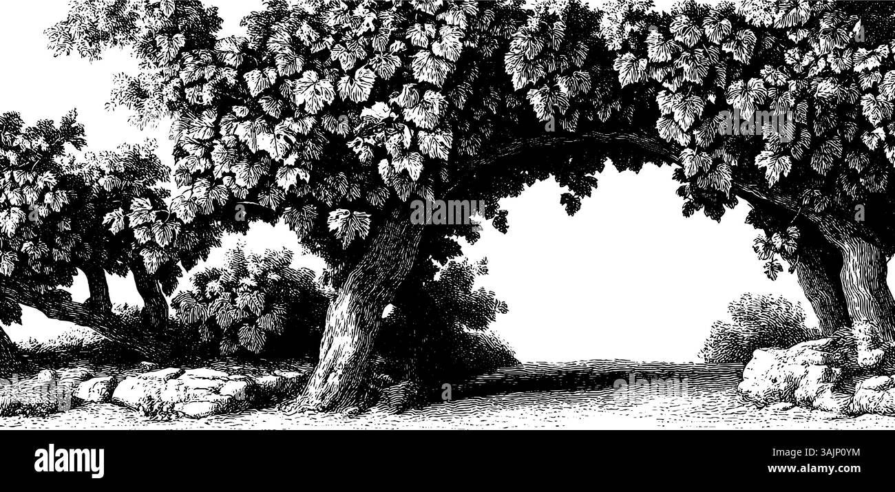 Vintage forest scene: detailed engraving of trees and foliage in black ...