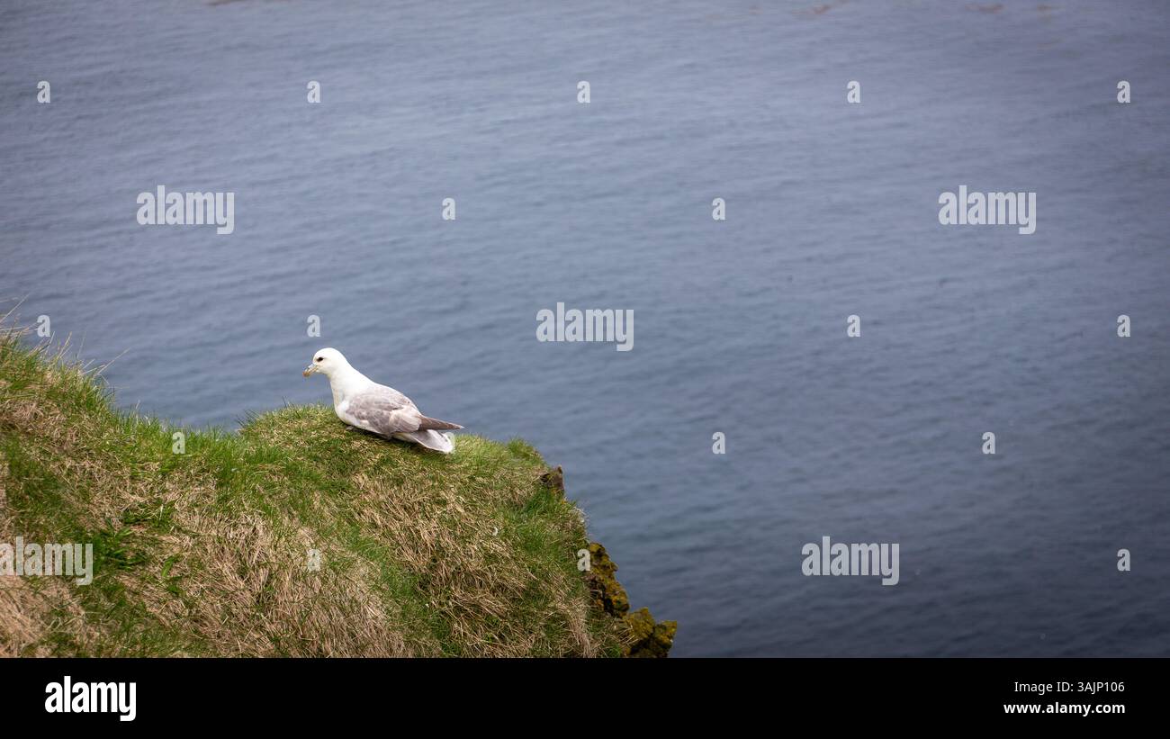 The northern fulmar (Fulmarus glacialis, Arctic fulmar) seabird with ...