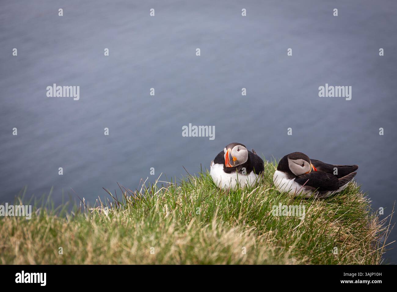 Pair of Atlantic puffins (Fratercula arctica, common puffin), sitting ...